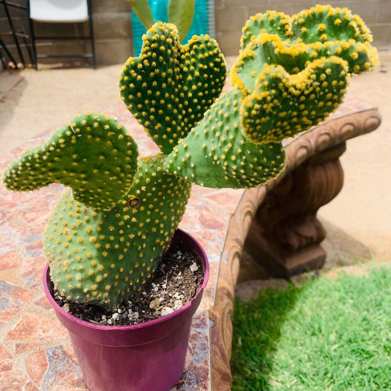 Opuntia Microdasys Monstrosus Golden Swirl Cactus Plant Pad Cutting ...