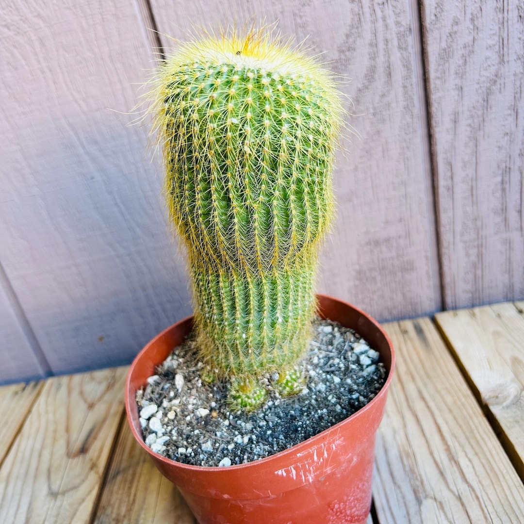 One Live Parodia (notocactus) Leninghausii 6-8” Tall Cactus Aka Lemon ...