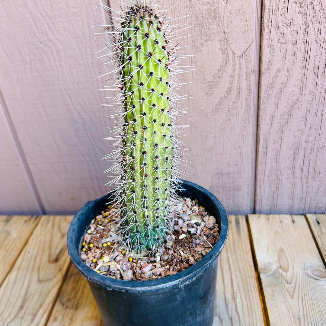 Dwarf Organ Pipe Cactus - Stenocereus Thurberi Littoralis. AKA Pitaya ...