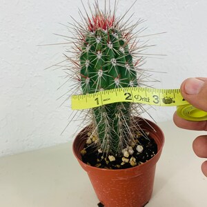 Small Cardon - False Saguaro, Mexican Giant Elephant Cactus ...