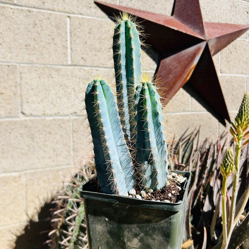 Blue Cactus - Etsy