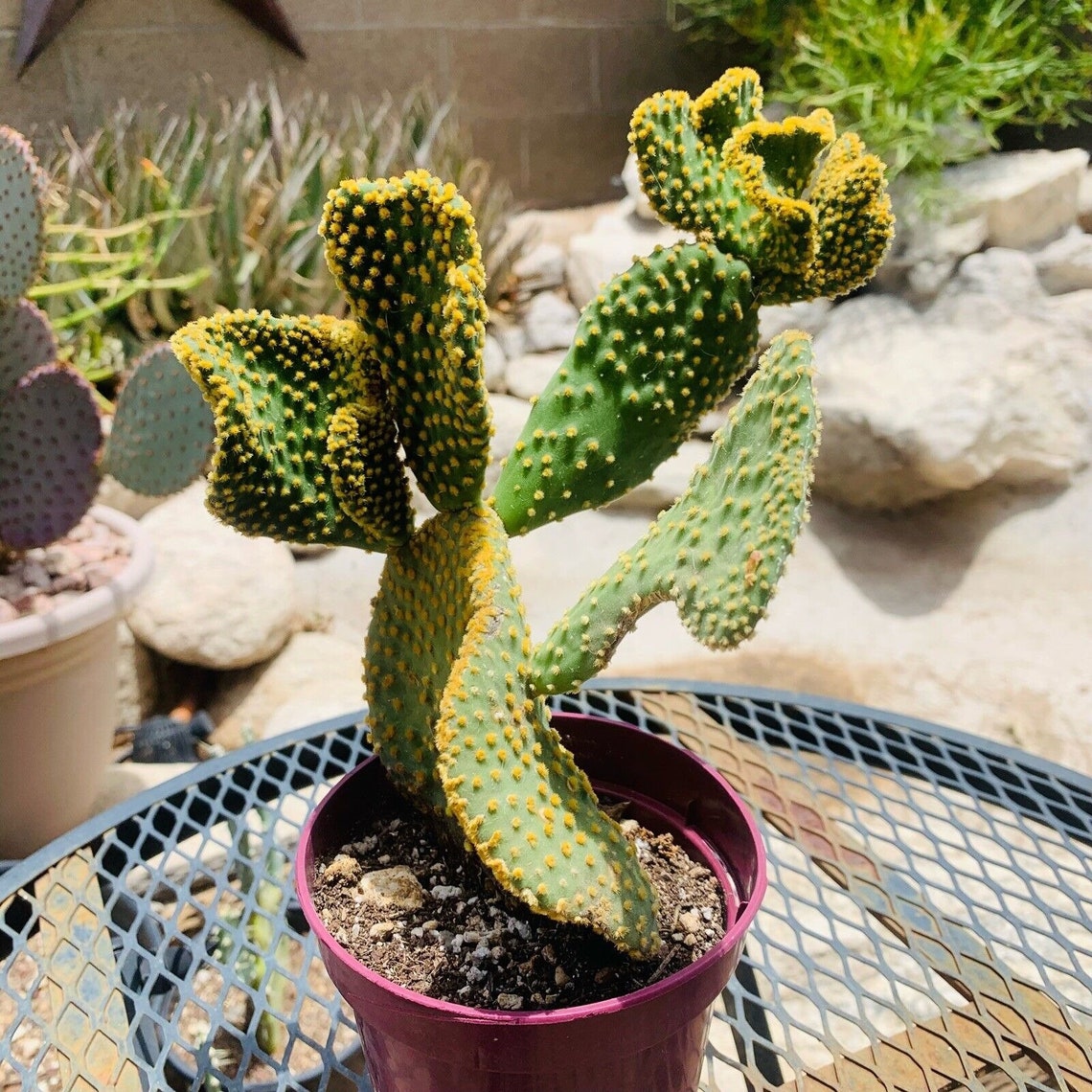 Opuntia Microdasys Monstrosus Golden Swirl Cactus Plant Pad Cutting ...