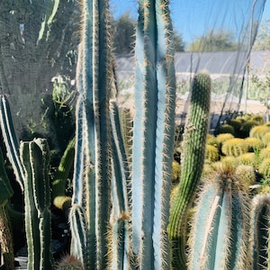 Blue Torch Cactus. Pilosocereus Azureus - Live, Well Rooted 6" - 10 ...