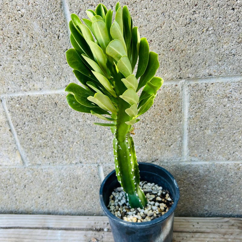 OldPuebloEmporium - Etsy