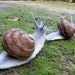 Needle Felted Snail Real Size Snail Season Table Snails - Etsy
