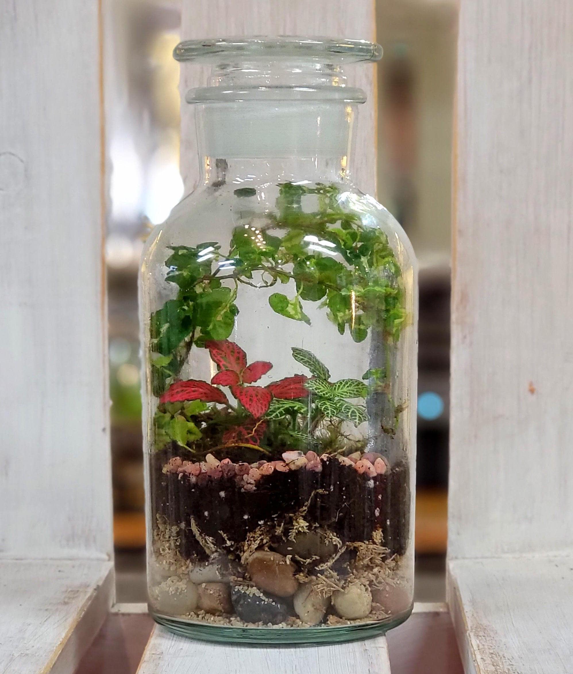 Large Live DIY Terrarium Kit by Boomdyada, Self-sustaining Sealed Mini ...