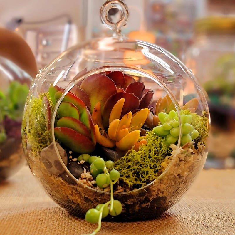 Terrarium Kit - Etsy