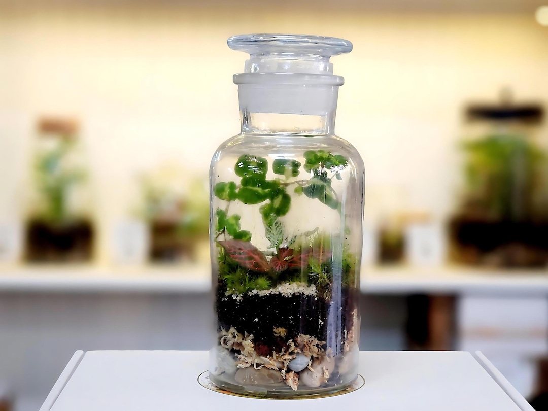 Large Live DIY Terrarium Kit by Boomdyada, Self-sustaining Sealed Mini ...