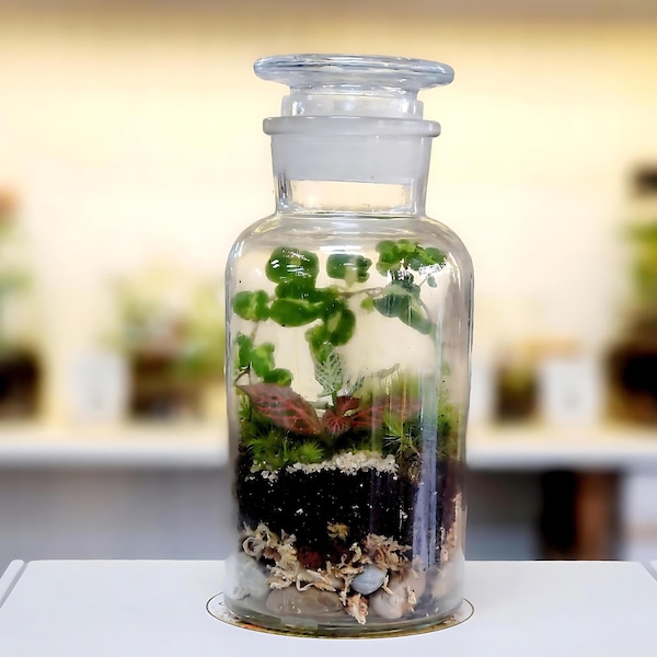 Terrarium Kit - Etsy