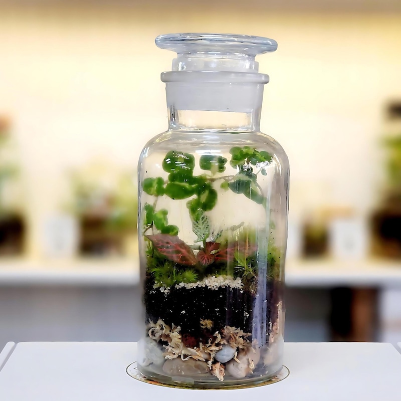 Terrarium Kit - Etsy