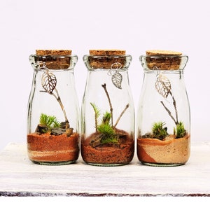 DIY Terrarium Kit From Boomdyada, Live Plant Mossarium, Self-sustaining ...