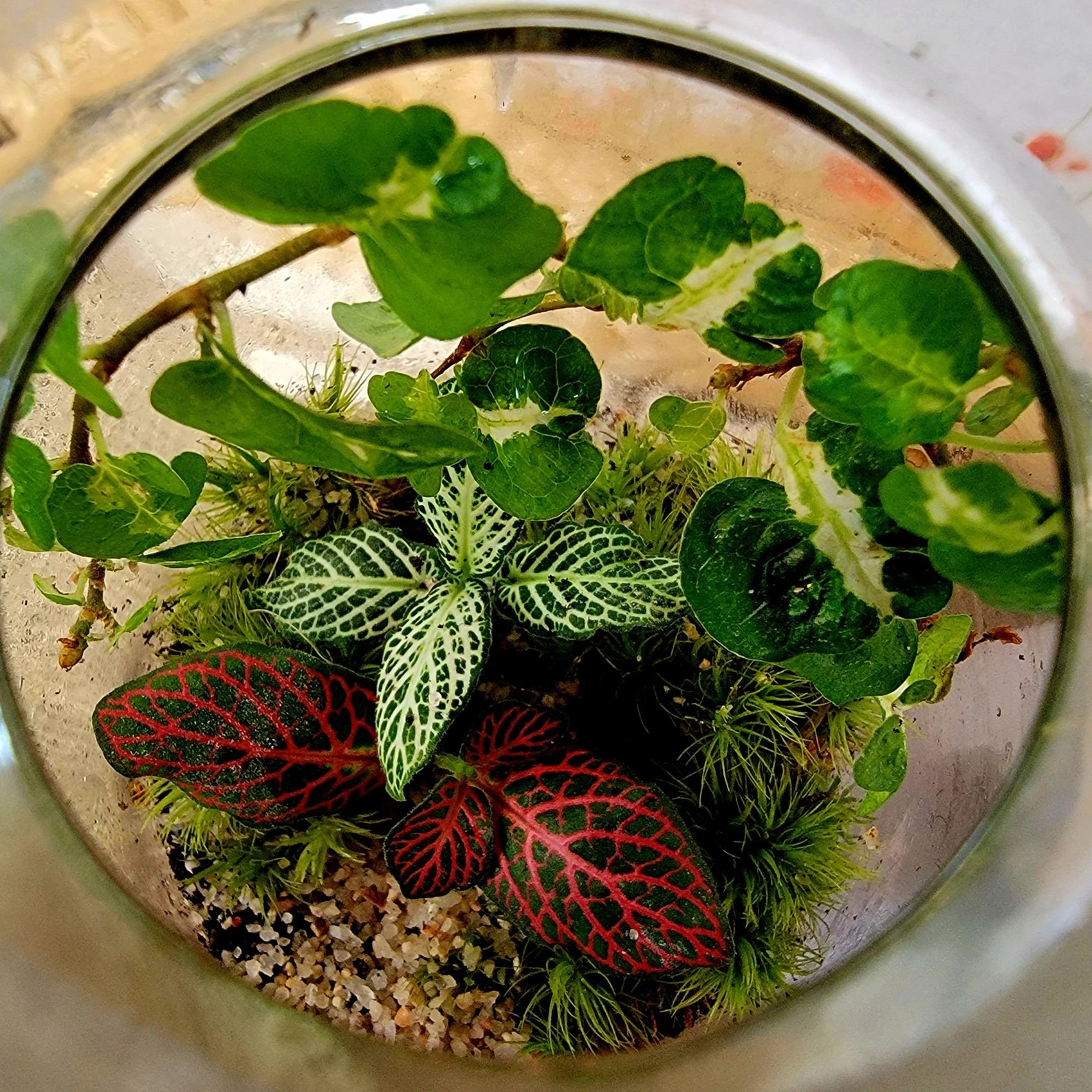 Large Live DIY Terrarium Kit by Boomdyada, Self-sustaining Sealed Mini ...