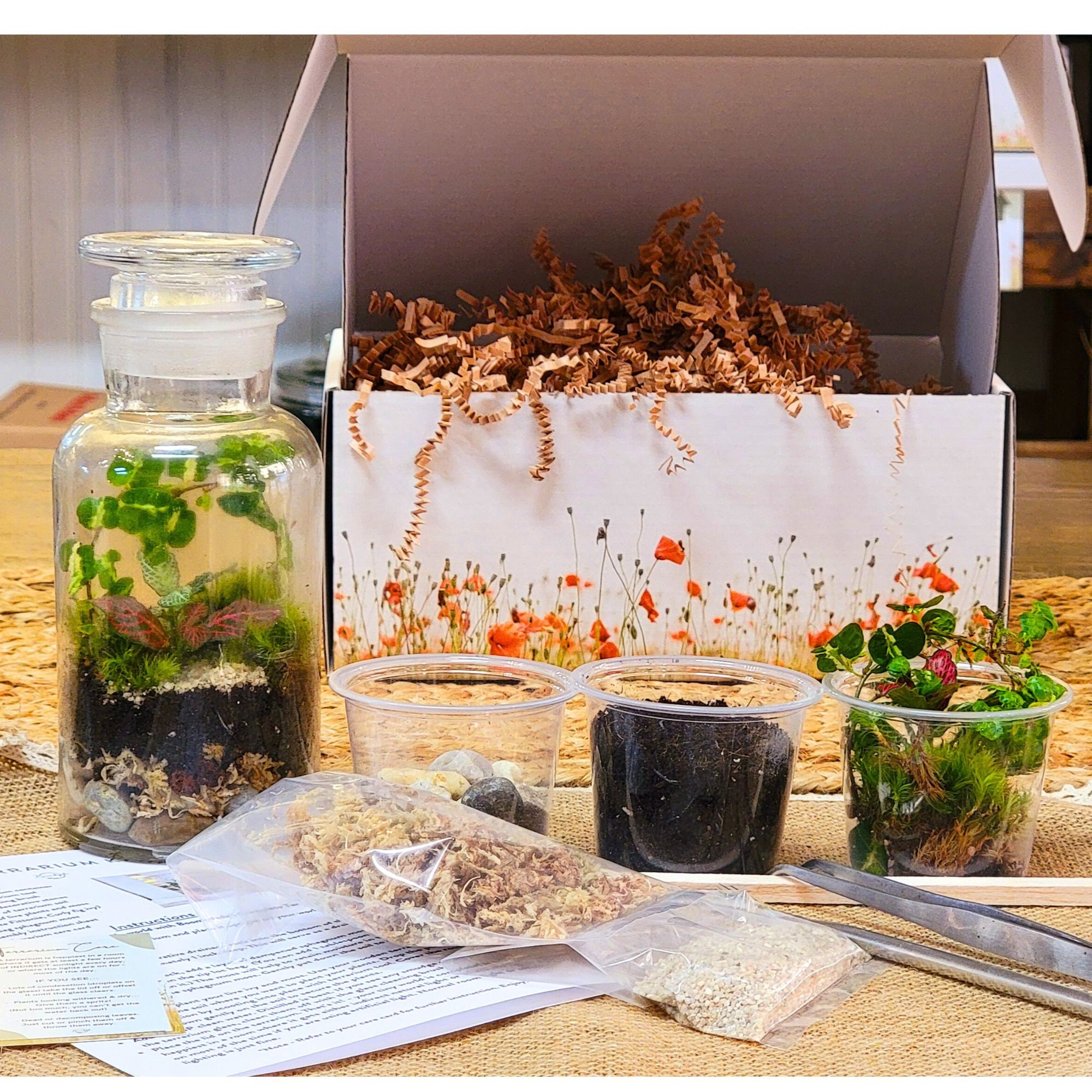 Large Live DIY Terrarium Kit by Boomdyada, Self-sustaining Sealed Mini ...