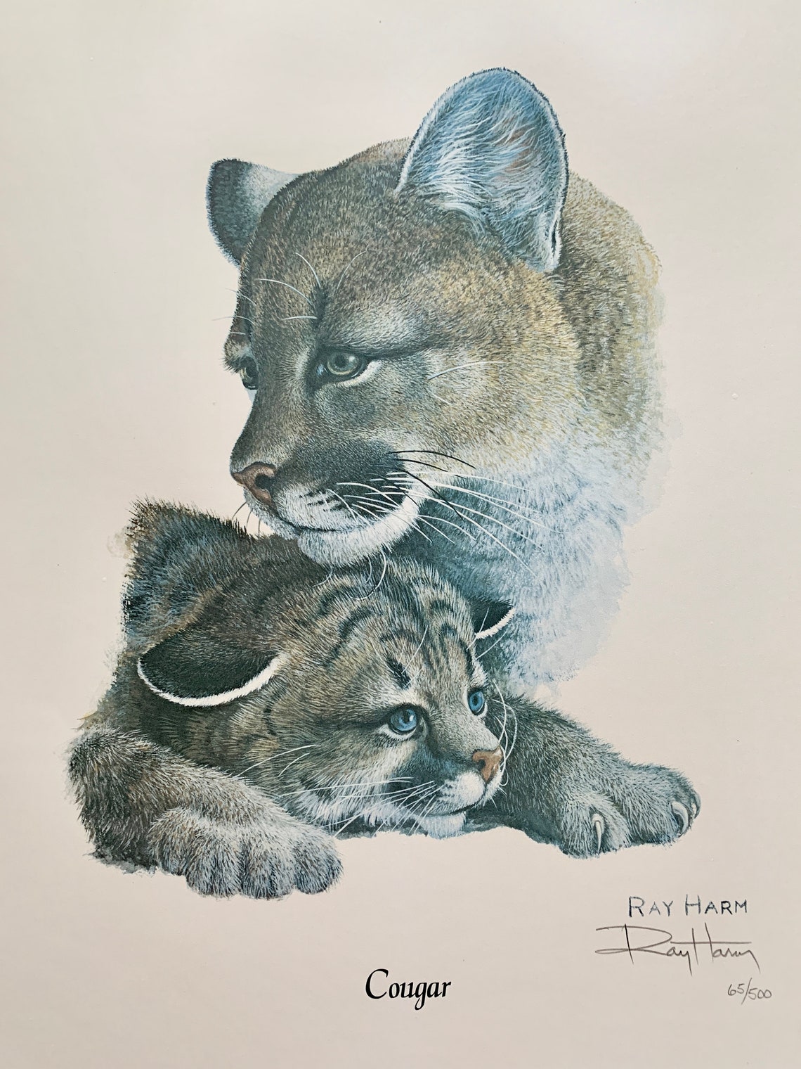 Ray Harm Art Print Cougar Signed and Numbered 65/500, 12" X 16" - Etsy