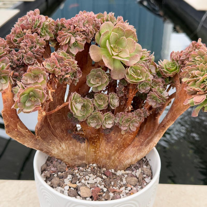 Crested Aeonium - Etsy