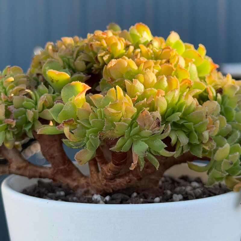 Crested Aeonium - Etsy