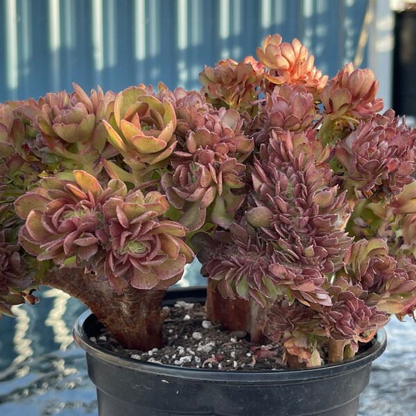Crested Aeonium - Etsy