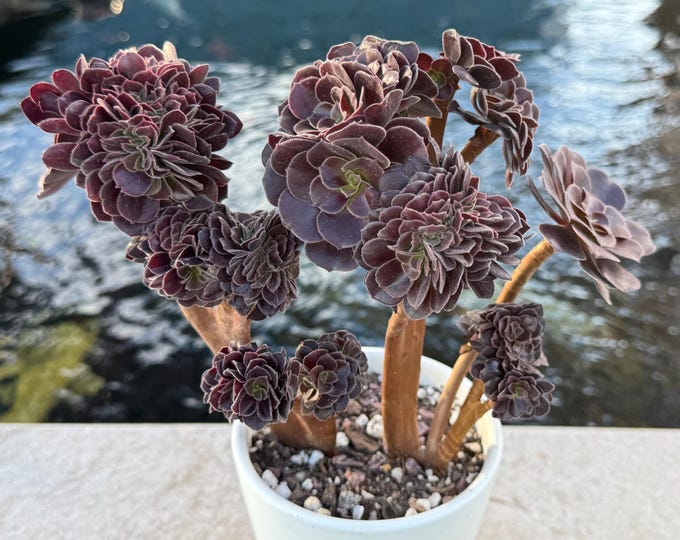 Aeonium Velour Crested Korean Succulent - Etsy