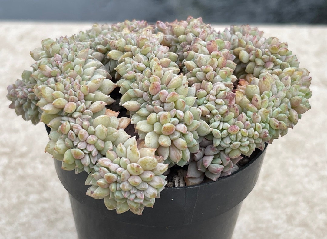 Echeveria Chrissy N Ryan Crested Korean Succulent - Etsy