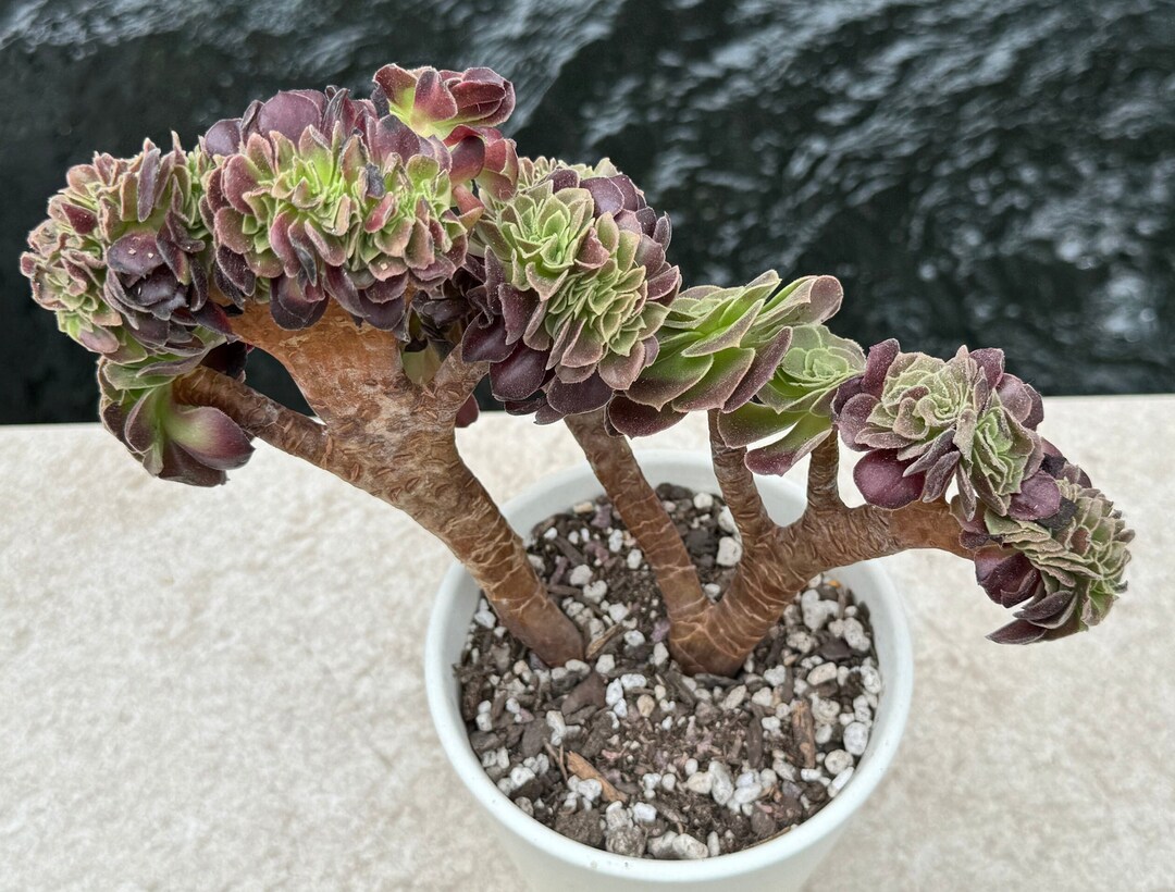 Aeonium Velour Crested Korean Succulent - Etsy