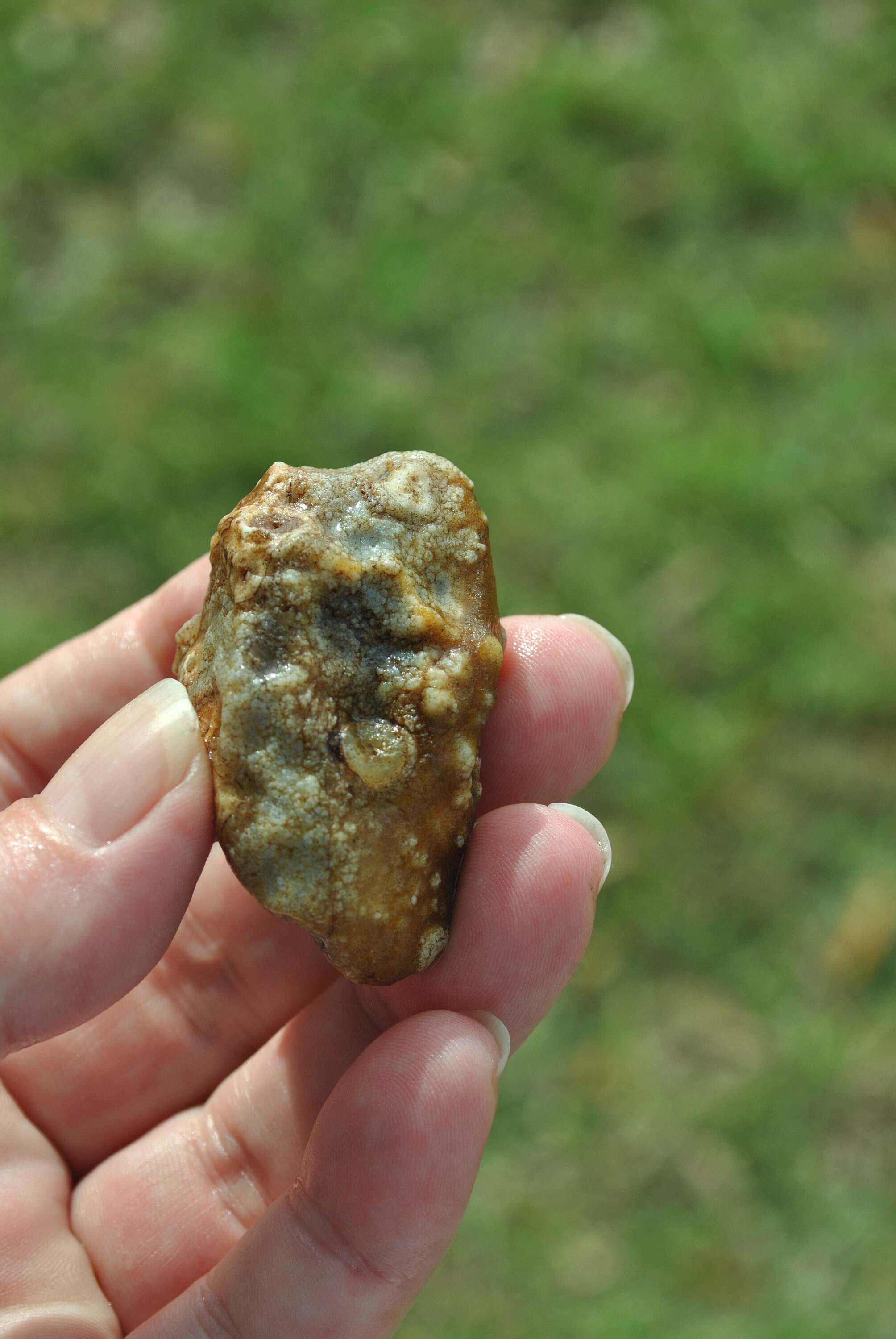 Rough Gobi Agate; Gobi Stone; Desert Stone With Funny Eyes; 3-d Eyes ...