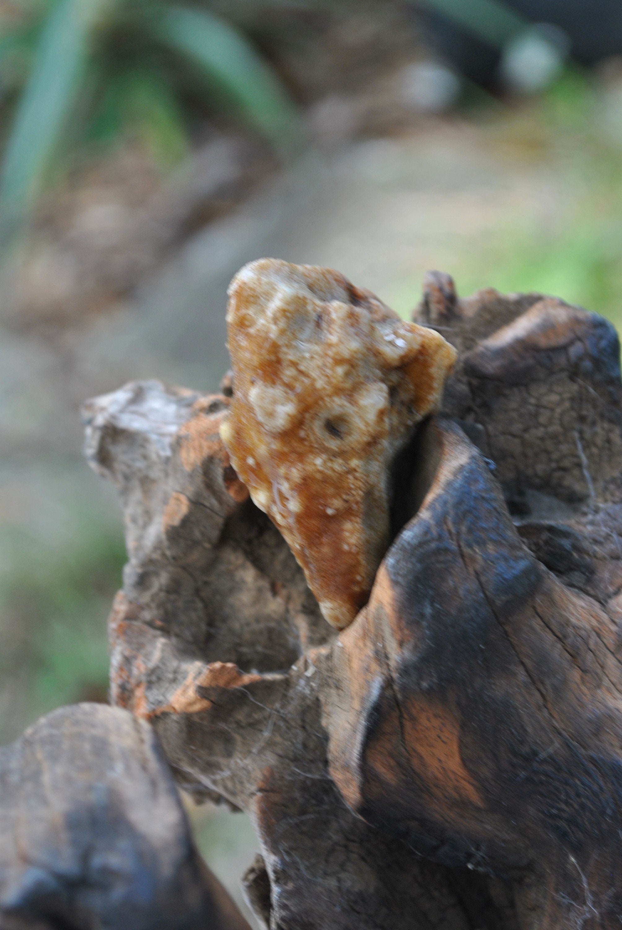 Rough Gobi Agate; Gobi Stone; Desert Stone With Funny Eyes; 3-d Eyes ...