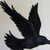 Raven, Crow Flying, Bird Embroidered Patch 3 Sizes Available, or I Can ...