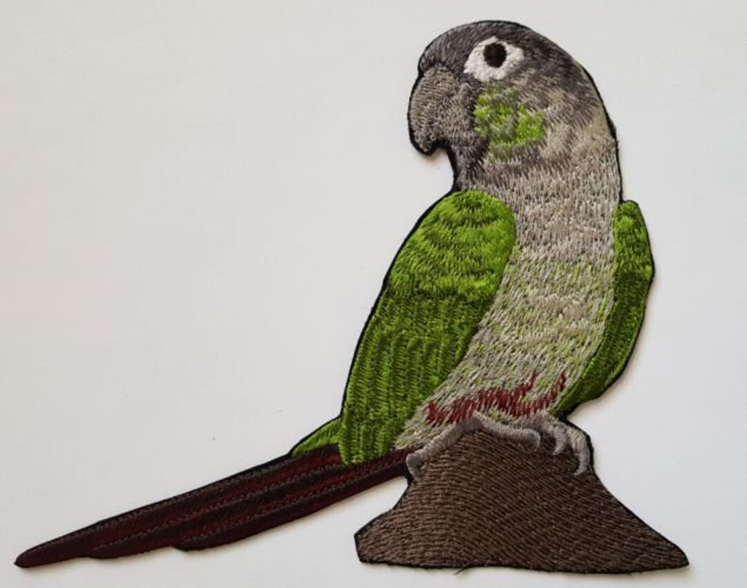 Green Conure Bird