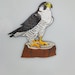 Peregrine, Falconer, Falconry, Birds of Prey, Embroidered Patch 2 Sizes ...