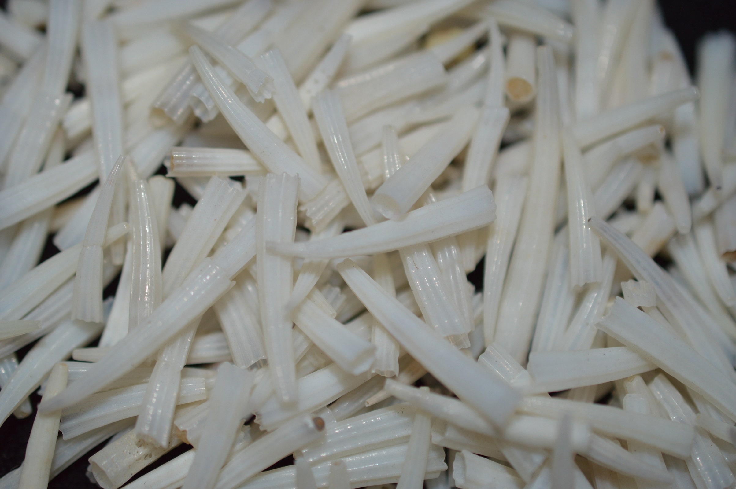 Small White Dentallium Tusk Shells 2041588 - Etsy