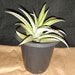 Dwarf Pineapple, Ananas Comosus Var. Ananassoides, Live Miniature ...