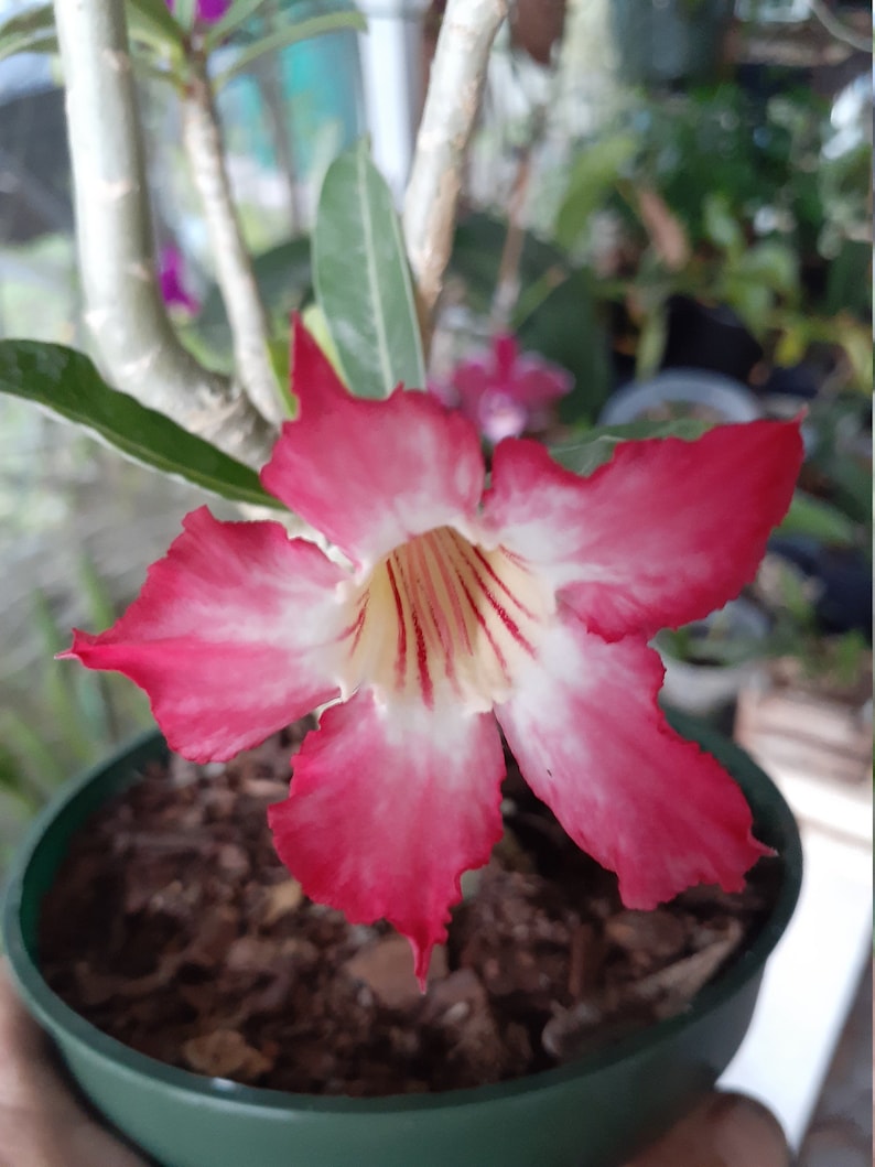 Desert Rose Red, Adenium Obesum, Potted in 4 Inch Pot - Etsy
