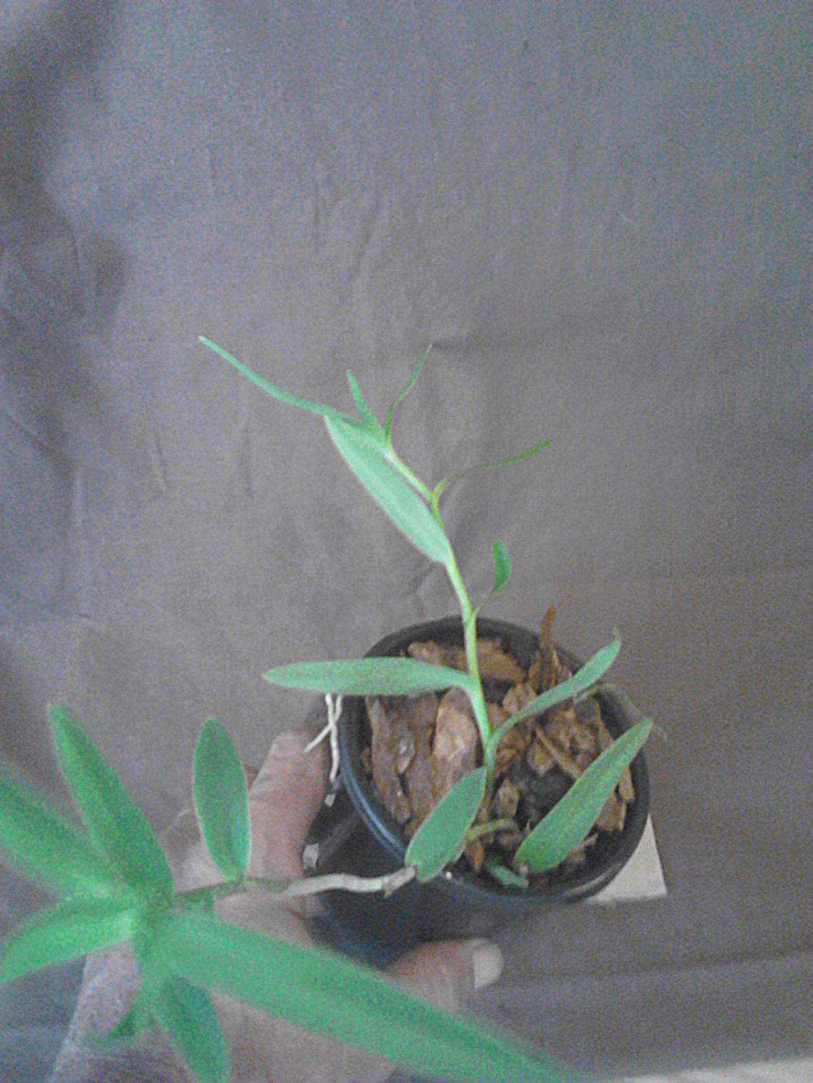 Epidendrum, Orchids, Reed Stem, Orange, Yellow. Comes With 4"pot and ...