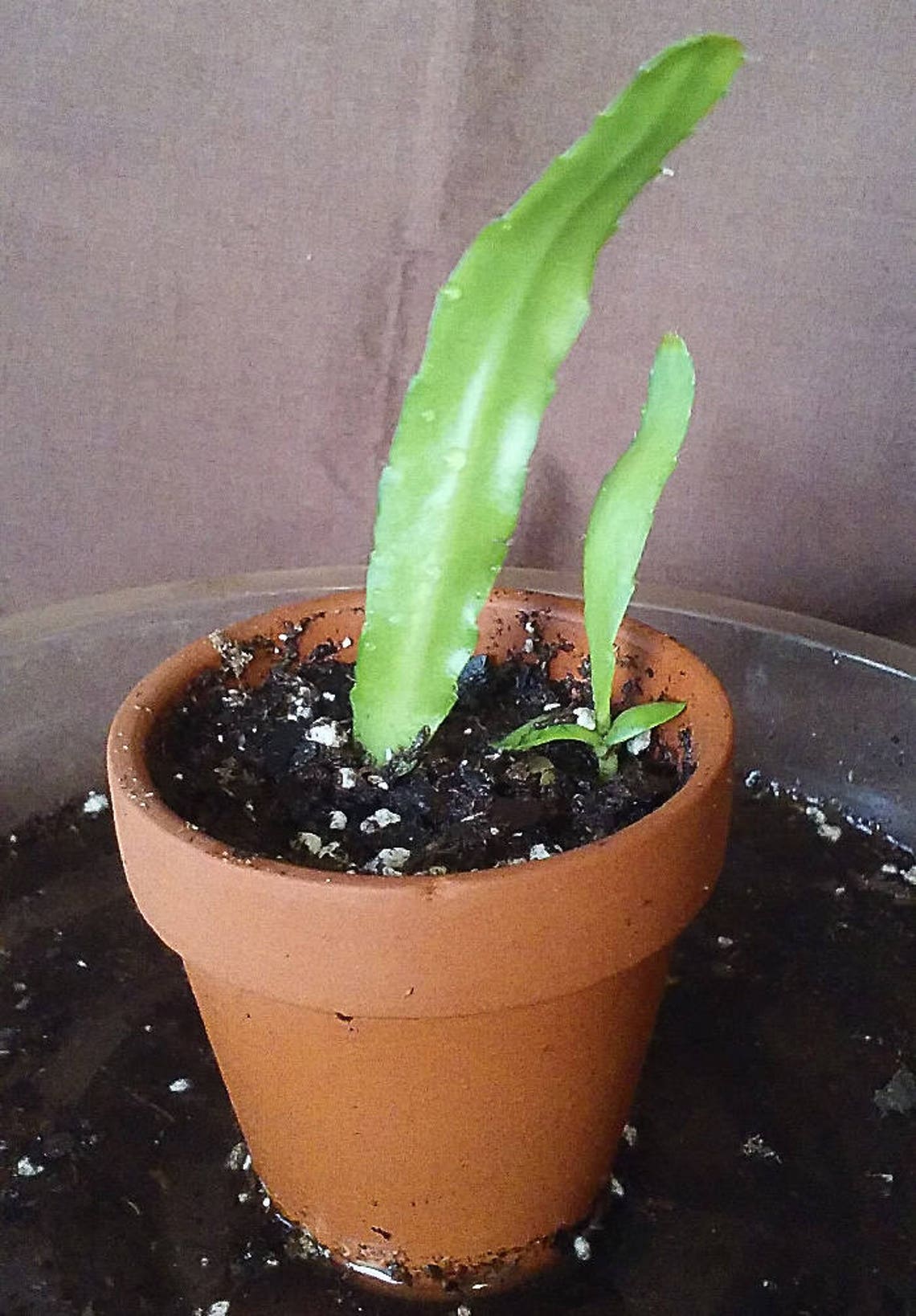 Epiphyllum Curly Locks Plant, Night Blooming Orchid Cactus, 2 Babies in ...