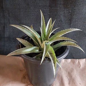 Dwarf Pineapple, Ananas Comosus Var. Ananassoides, Live Miniature ...