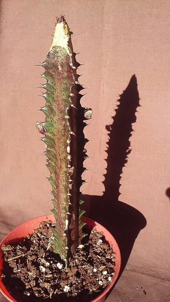Euphorbia Lactea Tree