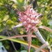 Dwarf Pineapple, Ananas Comosus Var. Ananassoides, Live Miniature ...