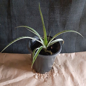 Dwarf Pineapple, Ananas Comosus Var. Ananassoides, Live Miniature ...