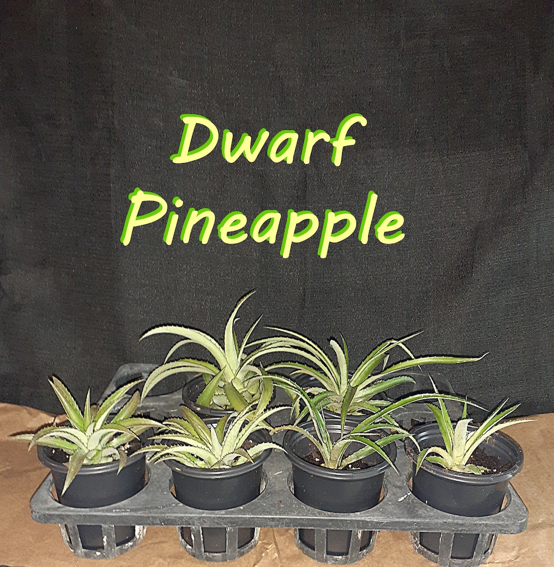 Dwarf Pineapple, Ananas Comosus Var. Ananassoides, Live Miniature ...