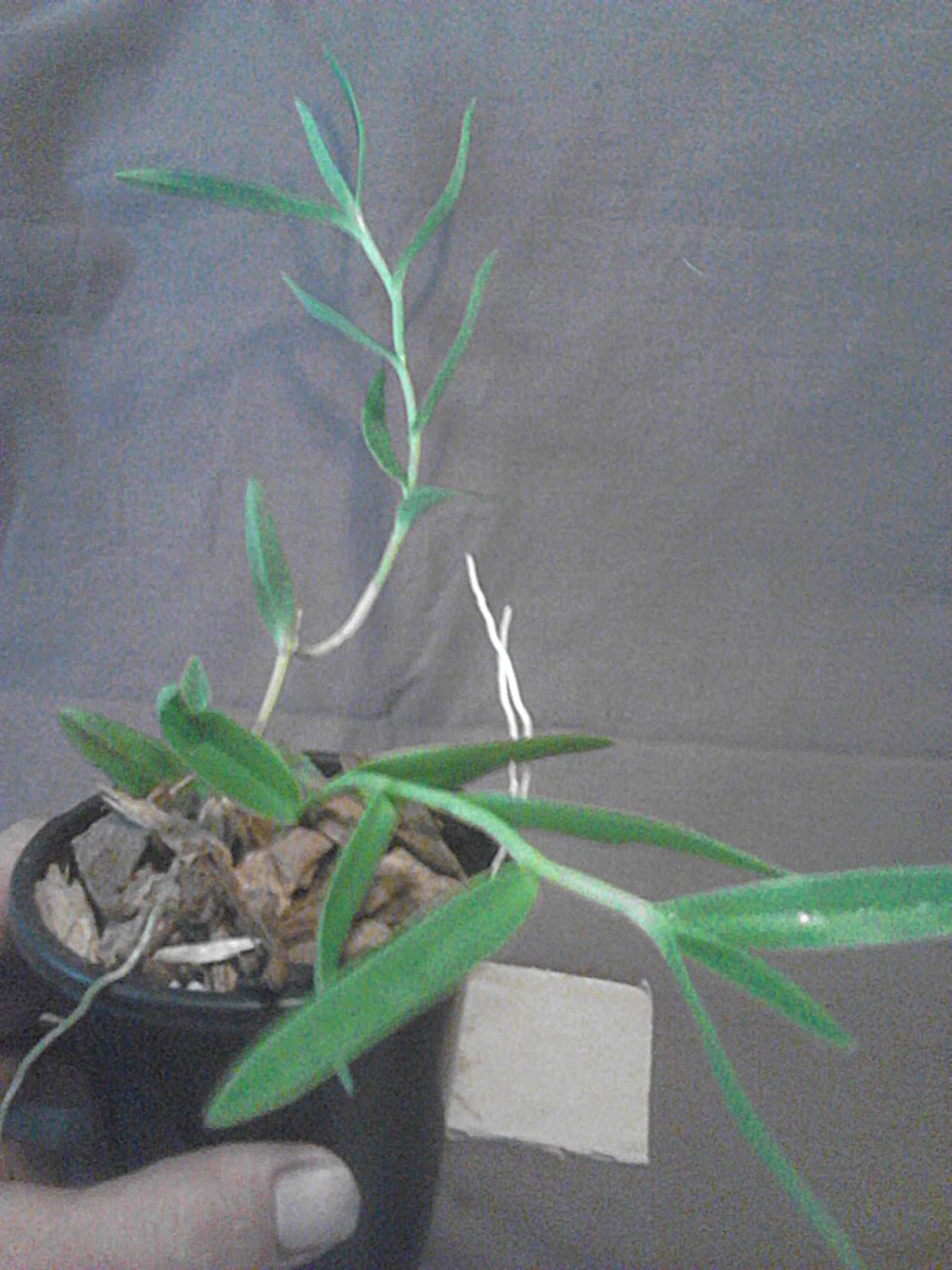 Epidendrum, Orchids, Reed Stem, Orange, Yellow. Comes With 4"pot and ...