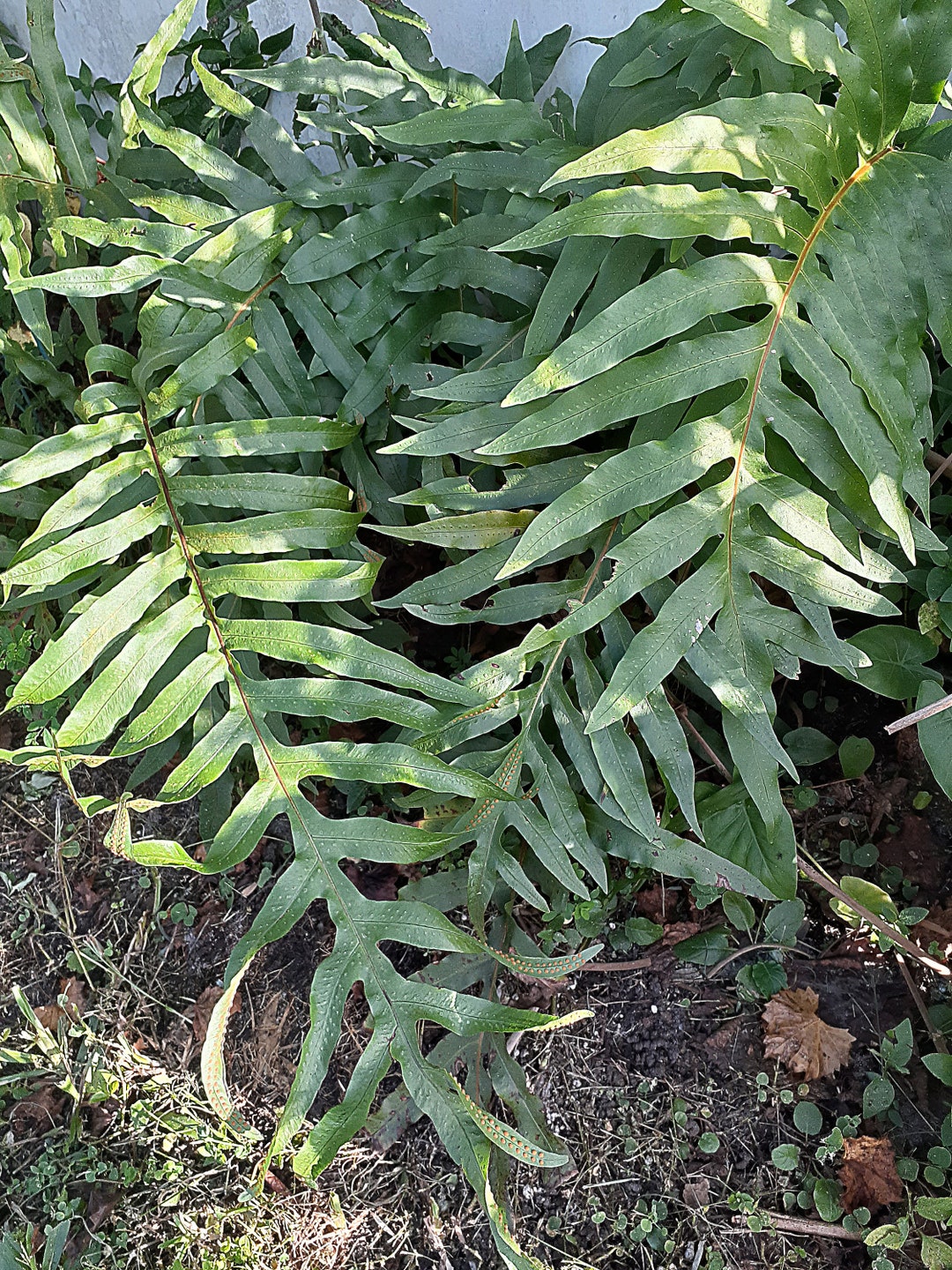 Sword Fern Spore, Polystichum Munitum, Grow Your Own From Spore! - Etsy