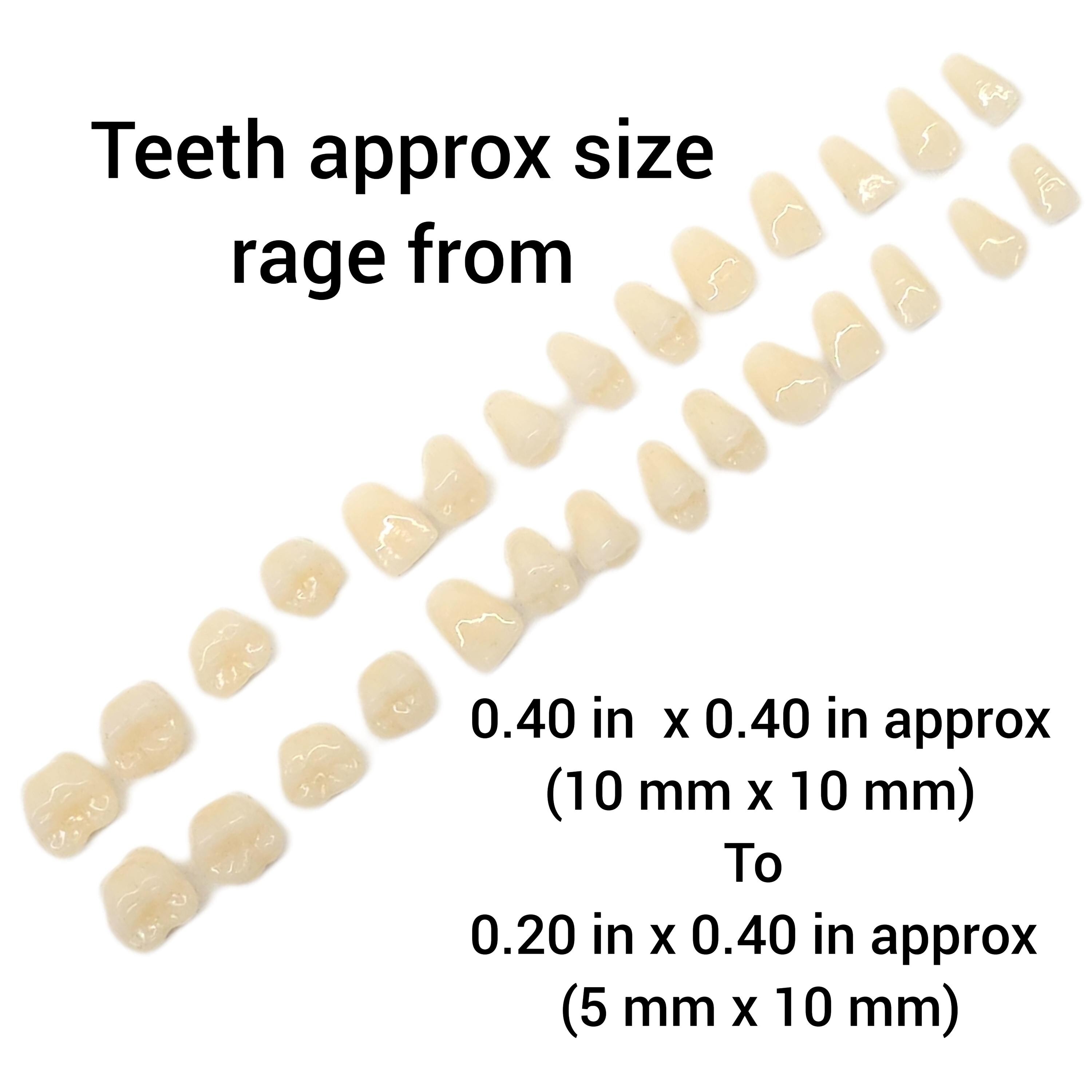Realistic Human Teeth Silicone Mold for Soap, Candle, Resin Crafts - Etsy