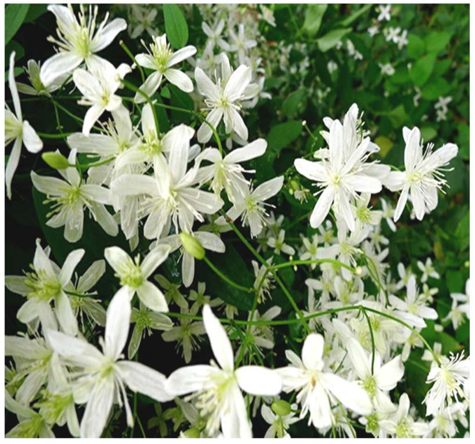 SWEET AUTUMN CLEMATIS Seeds Clematis paniculata Queen Of | Etsy
