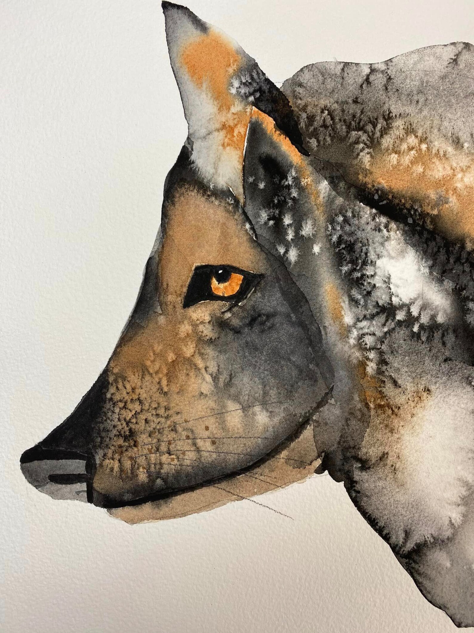 Watercolor Wolf on Arches Rough Paper 9 X 12 Inches, Painted With ...