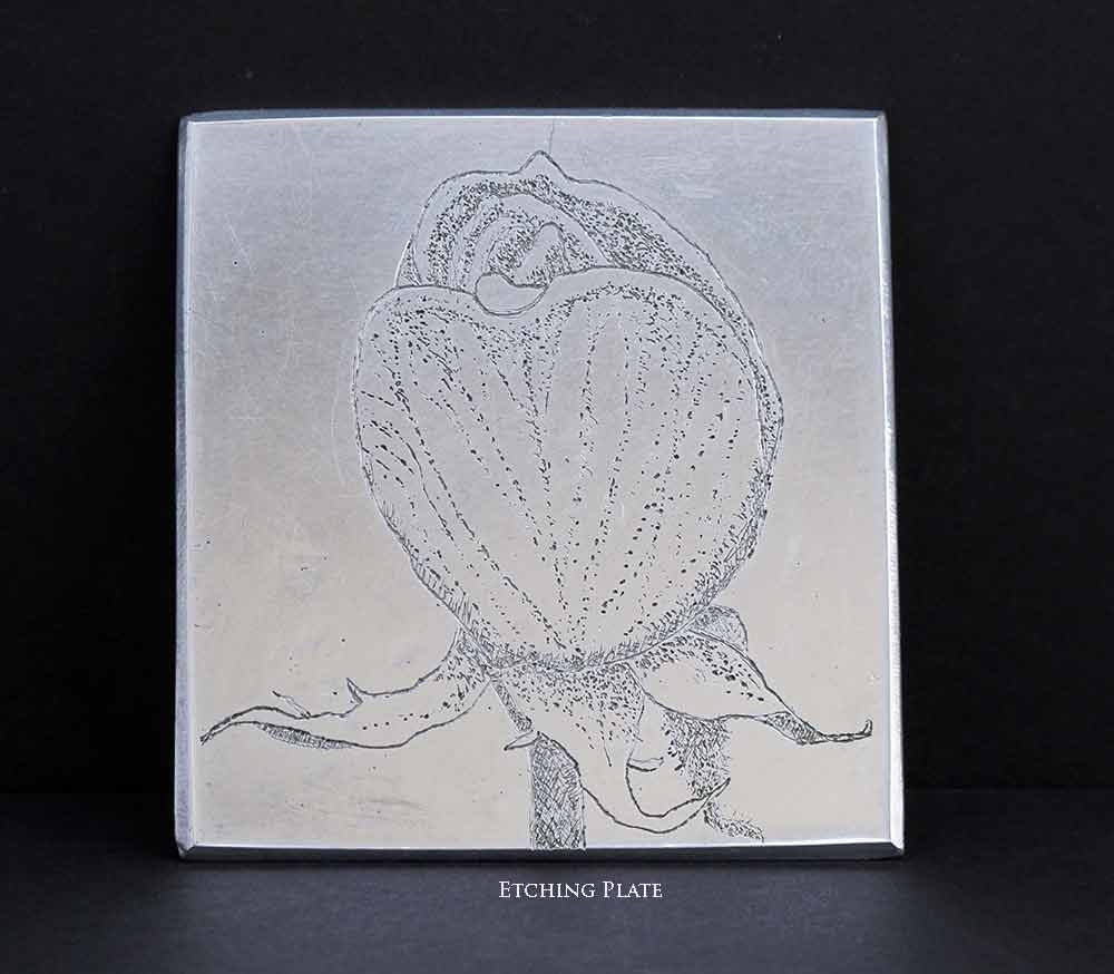 Rosebud Original Etching & Engraving, Hand-printed, Limited Edition - Etsy