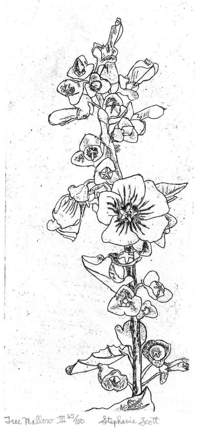 Tree Mallow Original Etching & Engraving Hand-printed - Etsy