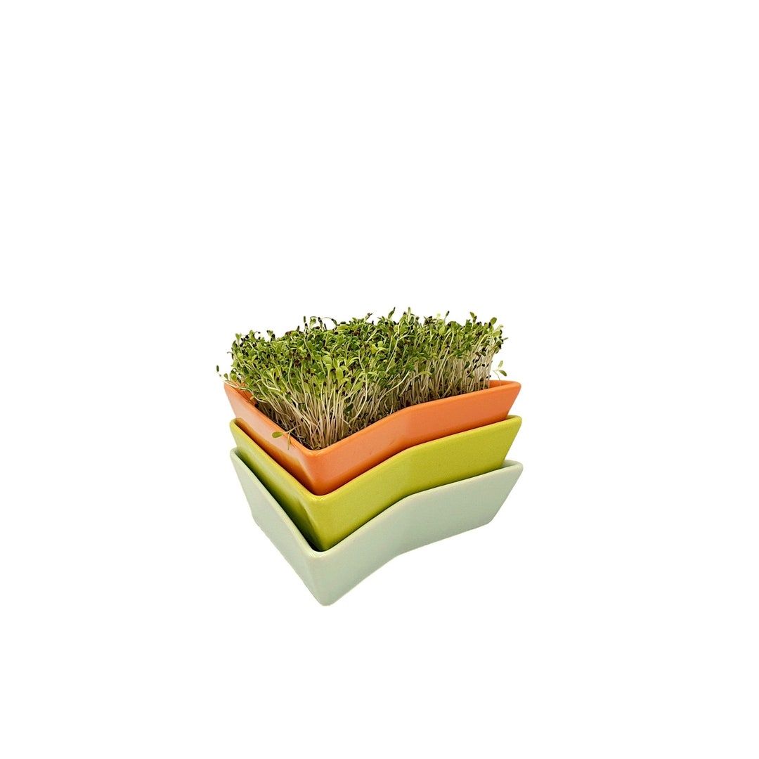 Sprouters, Sprouting Box, Sprouting Vessel, Sprouting Container - Etsy