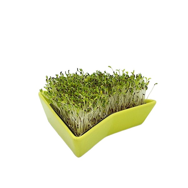 Sprouters - Etsy