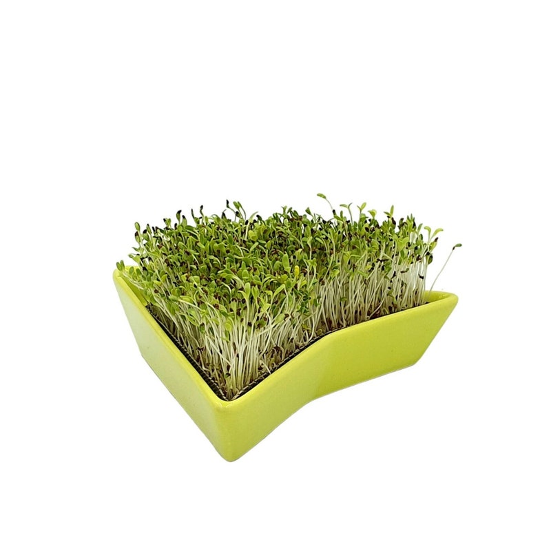 Sprouters - Etsy