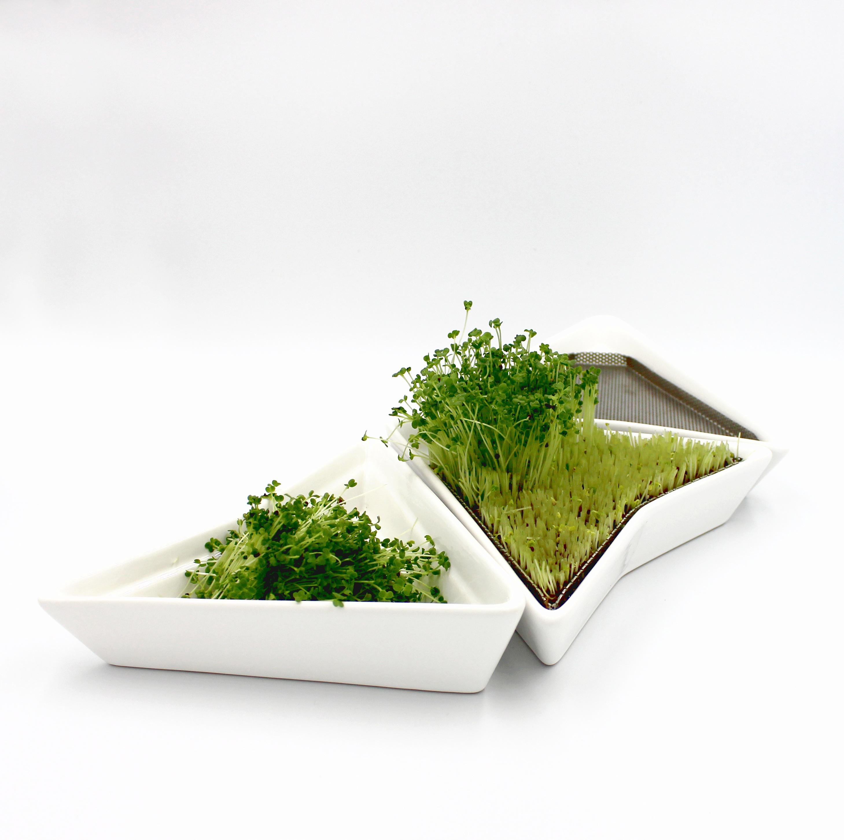 3 Ceramic Sprouters, Microgreen Tray, Sprout Kit, Germination Kit - Etsy